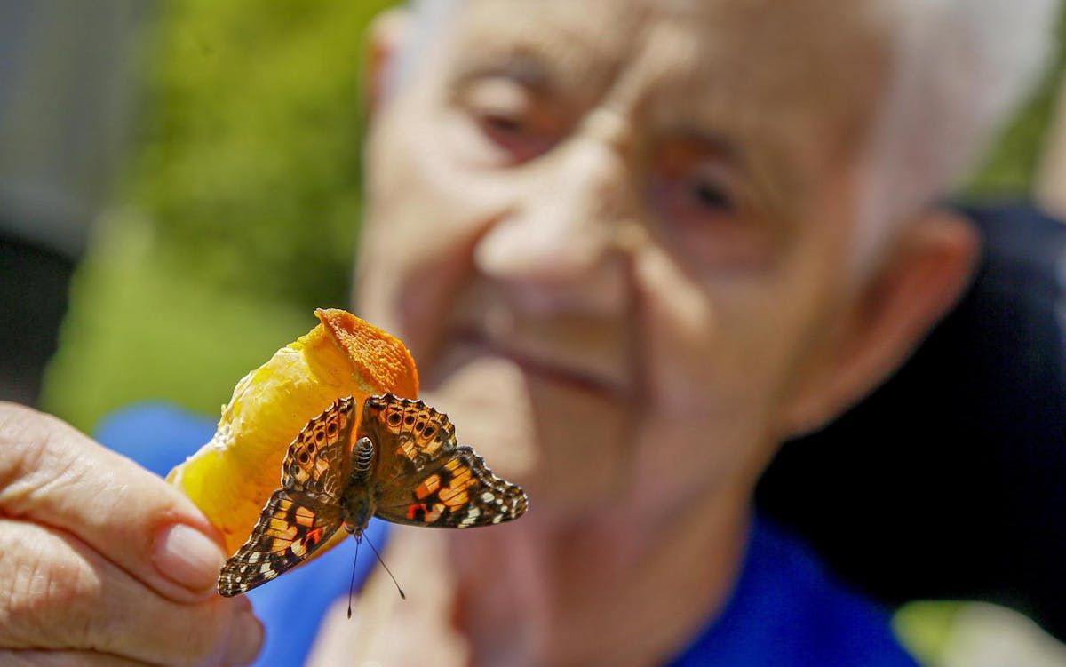Monarchs and painted ladies: Butterflies at Berkeley a delight for ...