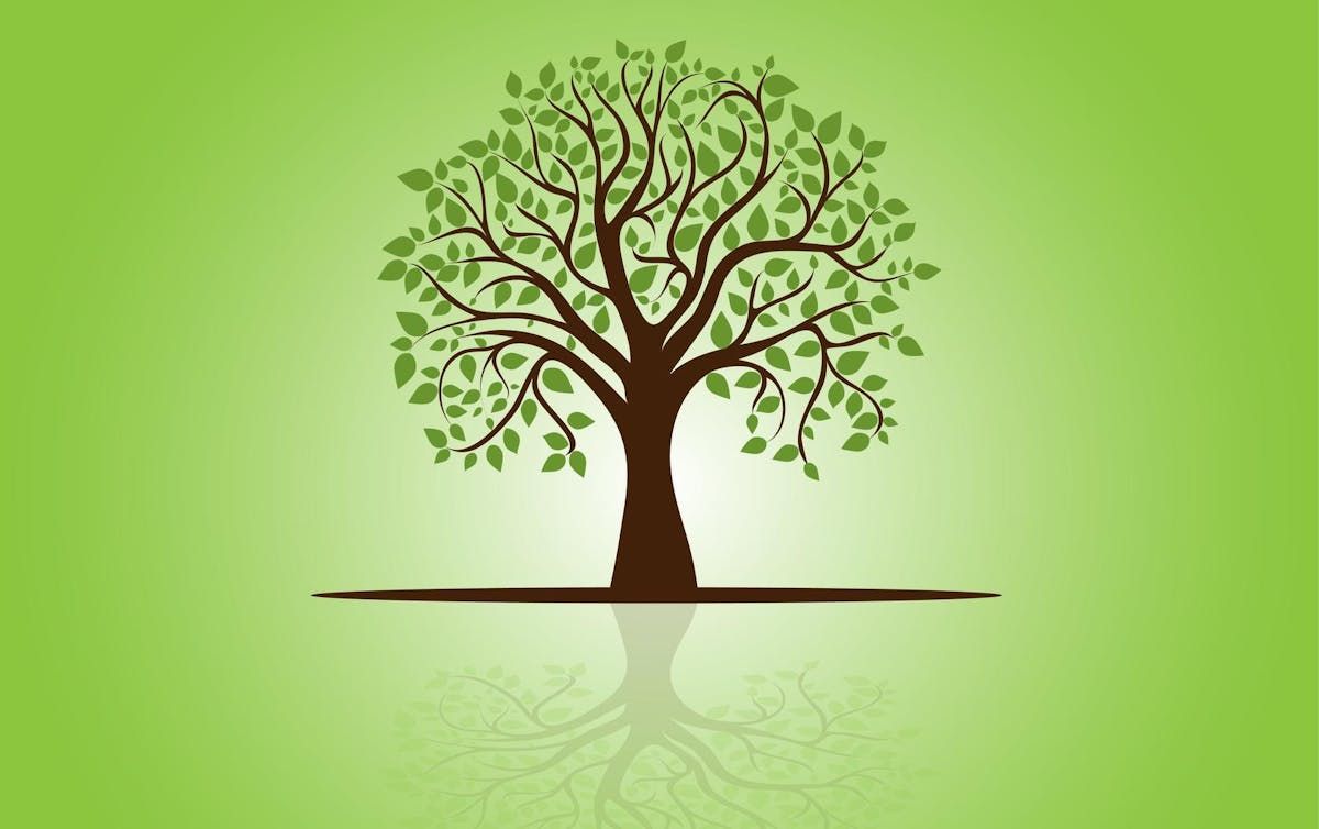 CARSON ARTHUR: Knowing when it’s time to say goodbye to your tree | PNI ...