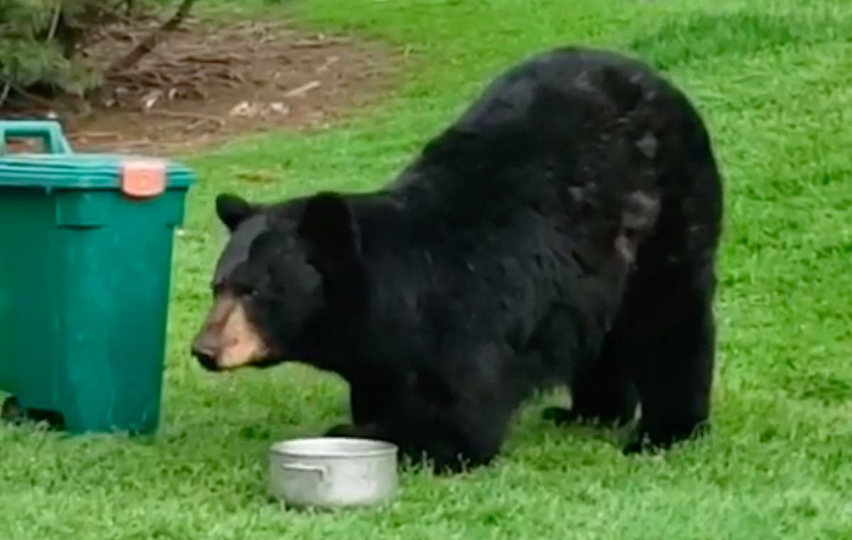 Pictou County bear born without front paws amazes wildlife experts ...