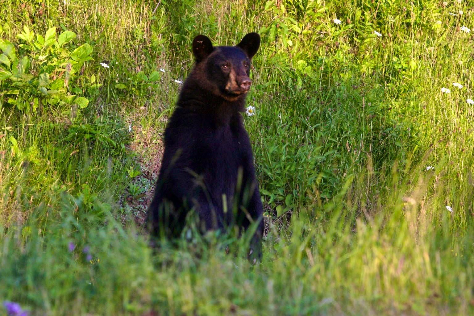 Bear witness: Conservation officers monitoring recent reports of black ...