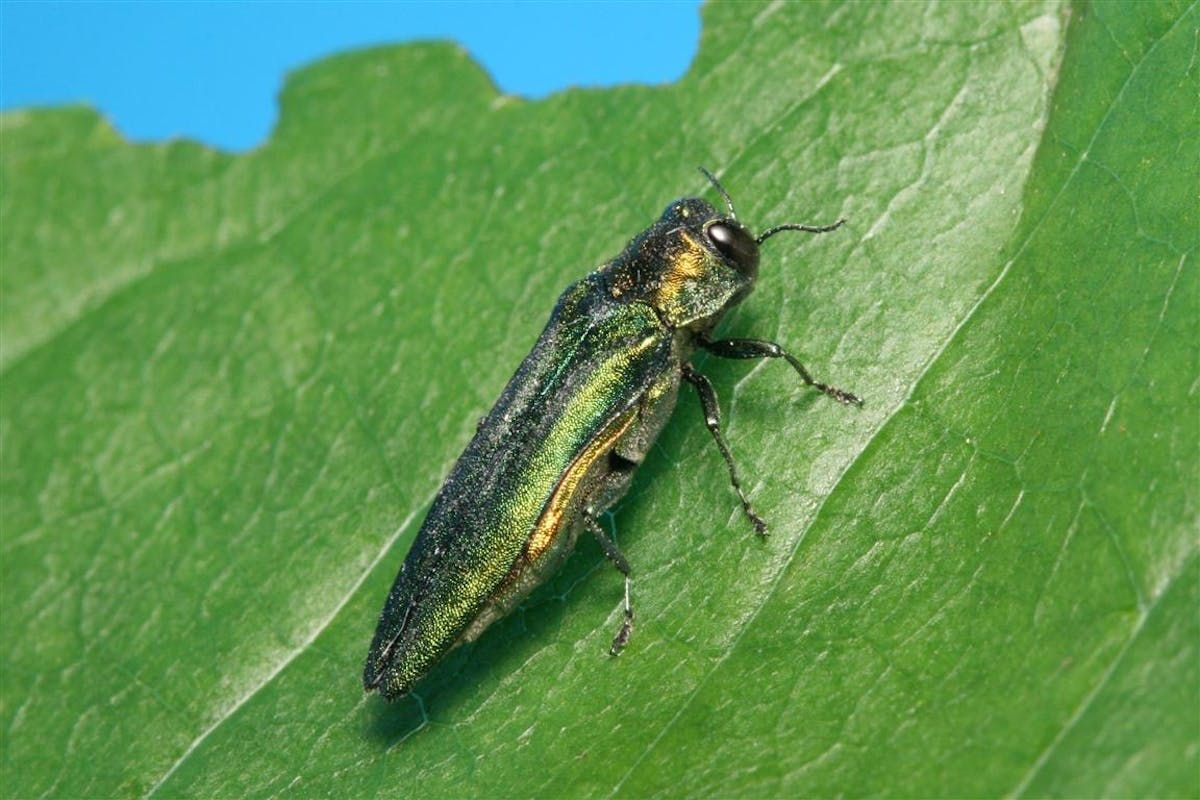 Beech weevil, ash borer among host of rising threats to Acadian Forest ...