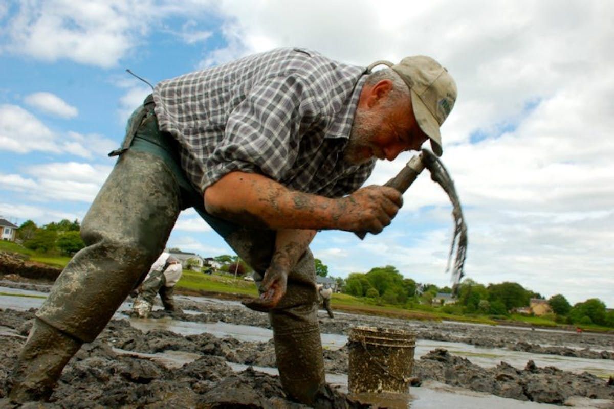 Southwest Nova bloodworm harvesters want to dig in Minas Basin Gallery ...
