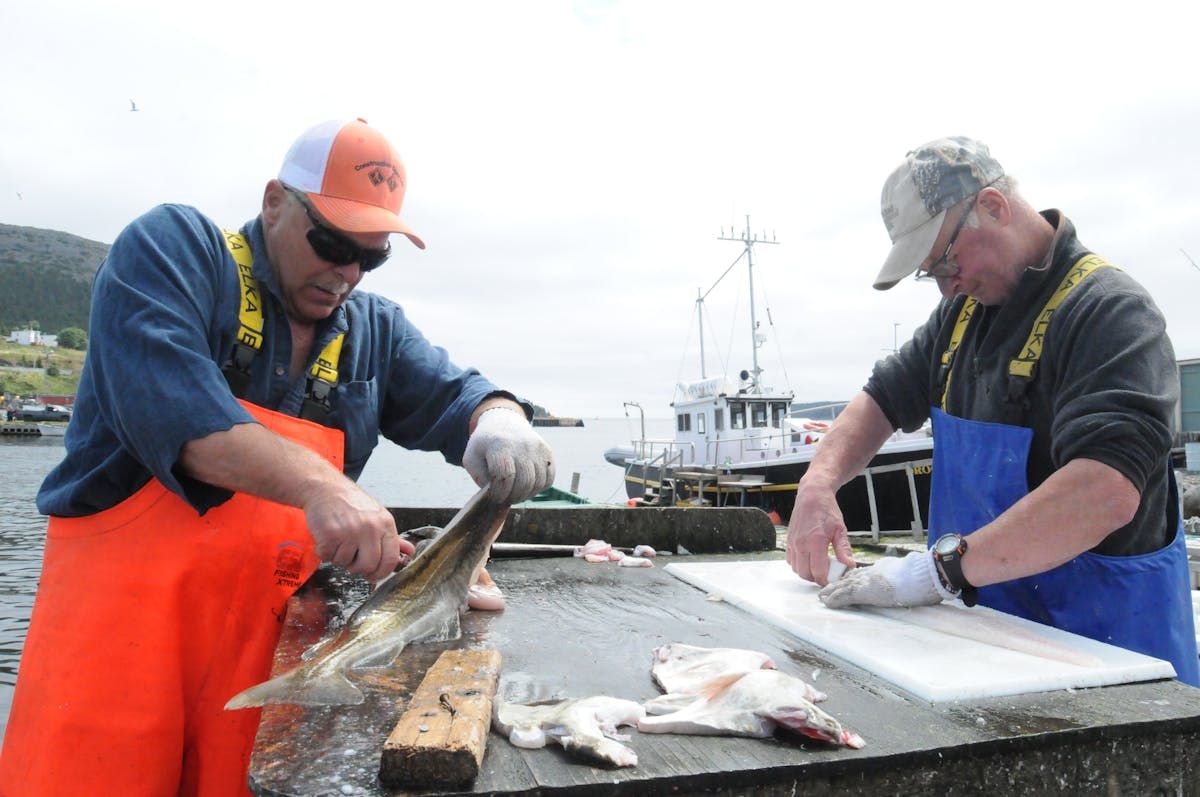 Boat load of confusion over recreational cod rules in Newfoundland and ...
