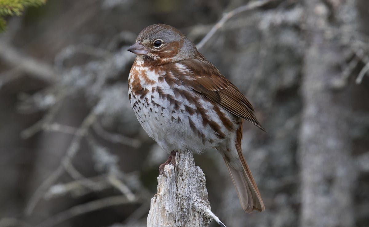 BRUCE MACTAVISH: First spring bird migrations arriving in province ...