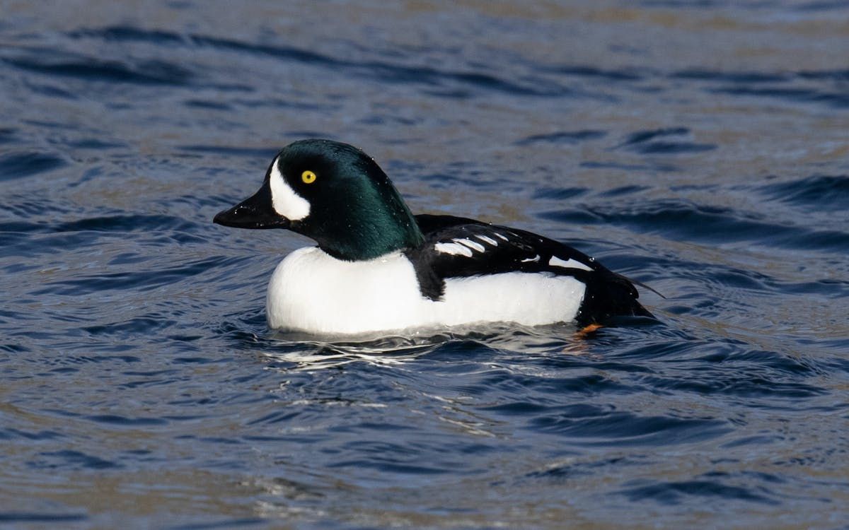 BRUCE MACTAVISH: Record high counts of rare Barrow’s goldeneye ducks ...
