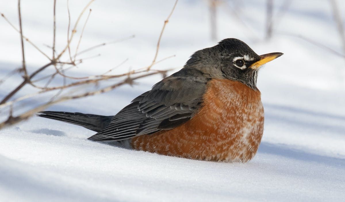 BRUCE MACTAVISH: Robins that spent the winter in N.L. are fighting for ...
