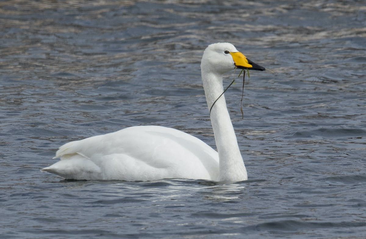 BRUCE MACTAVISH: The superstar Whooper Swan makes a rare visit to Newfoundland | PNI Atlantic News