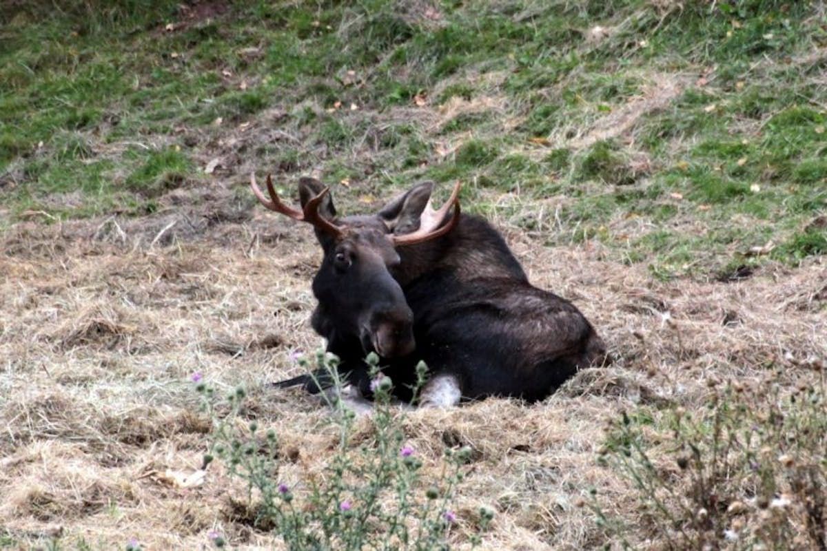 DNR following up on tips after poachers kill moose near Mount Uniacke ...