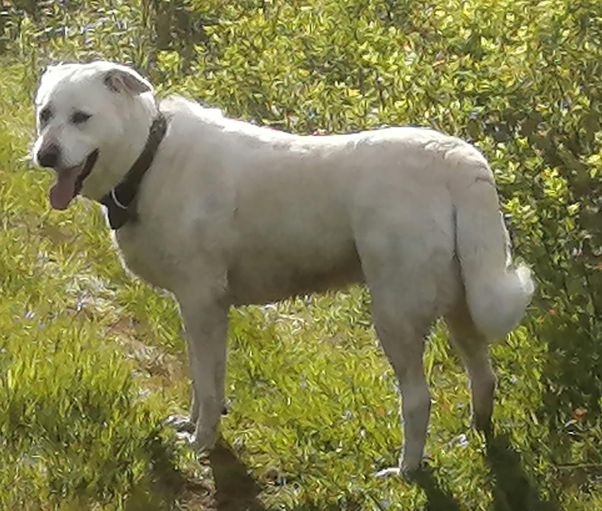 Cape Breton man distraught over dog's disappearance | PNI Atlantic News