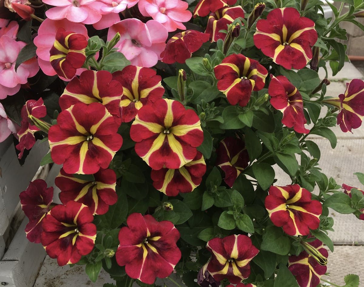 CAROLINE CAMERON: Celebrate the joys and benefits of gardening | PNI ...