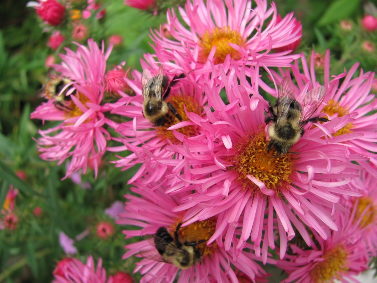 CAROLINE CAMERON: It's all about the birds and the bees | PNI Atlantic News