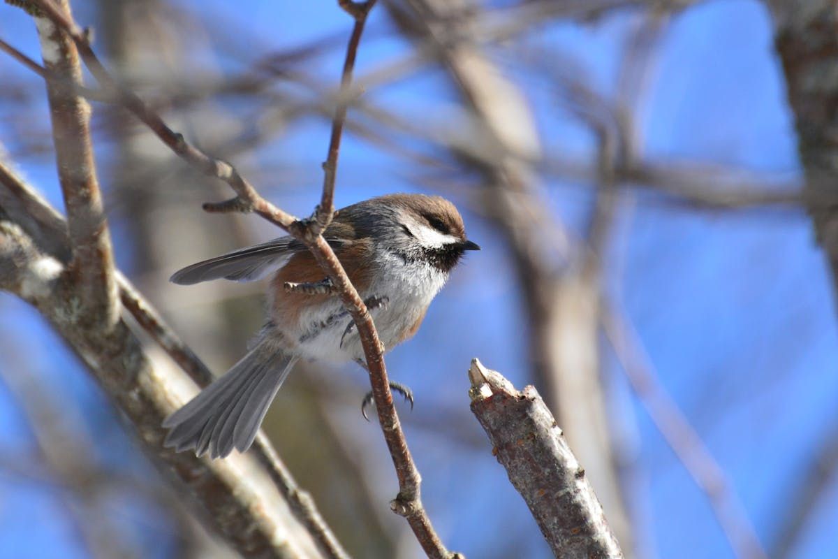Parks Canada hosting annual bird counts | PNI Atlantic News