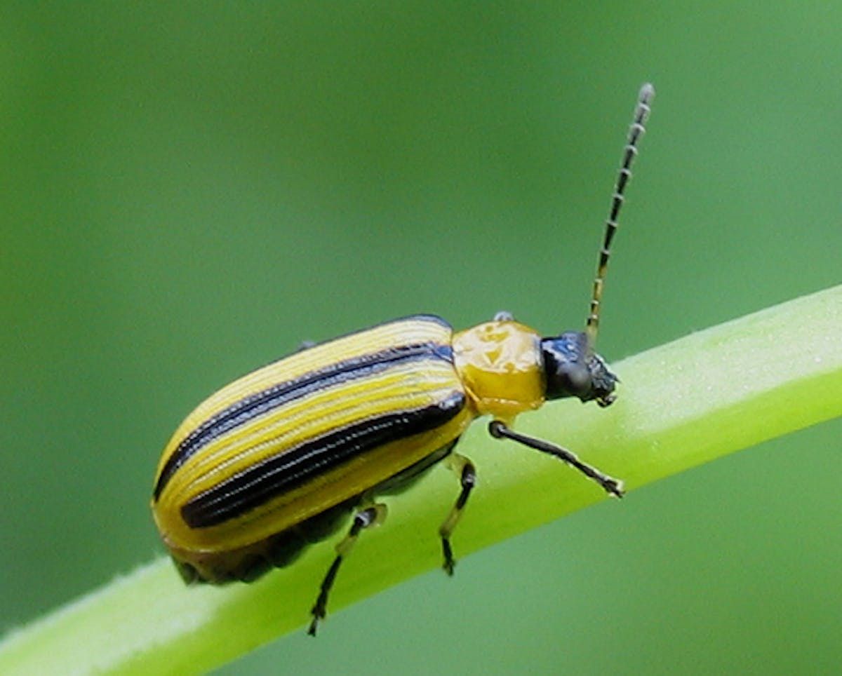 CAROLINE CAMERON: Keeping ahead of pests | PNI Atlantic News