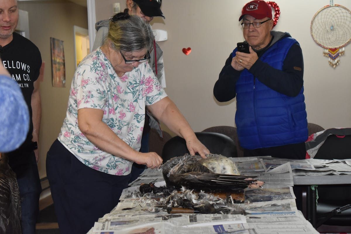 Medicinal properties of goose grease being uncovered in Membertou | PNI ...
