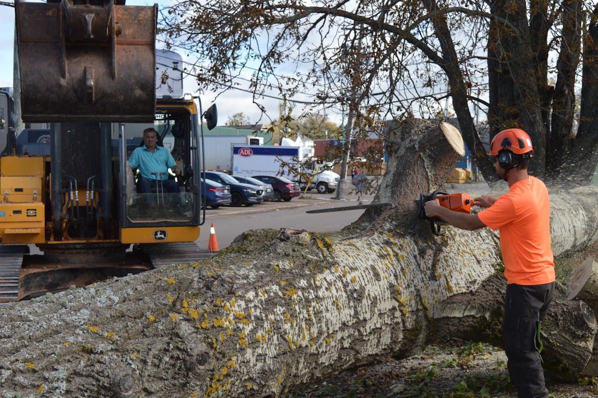 Charlottetown tree experts documenting damage from Fiona | PNI Atlantic ...