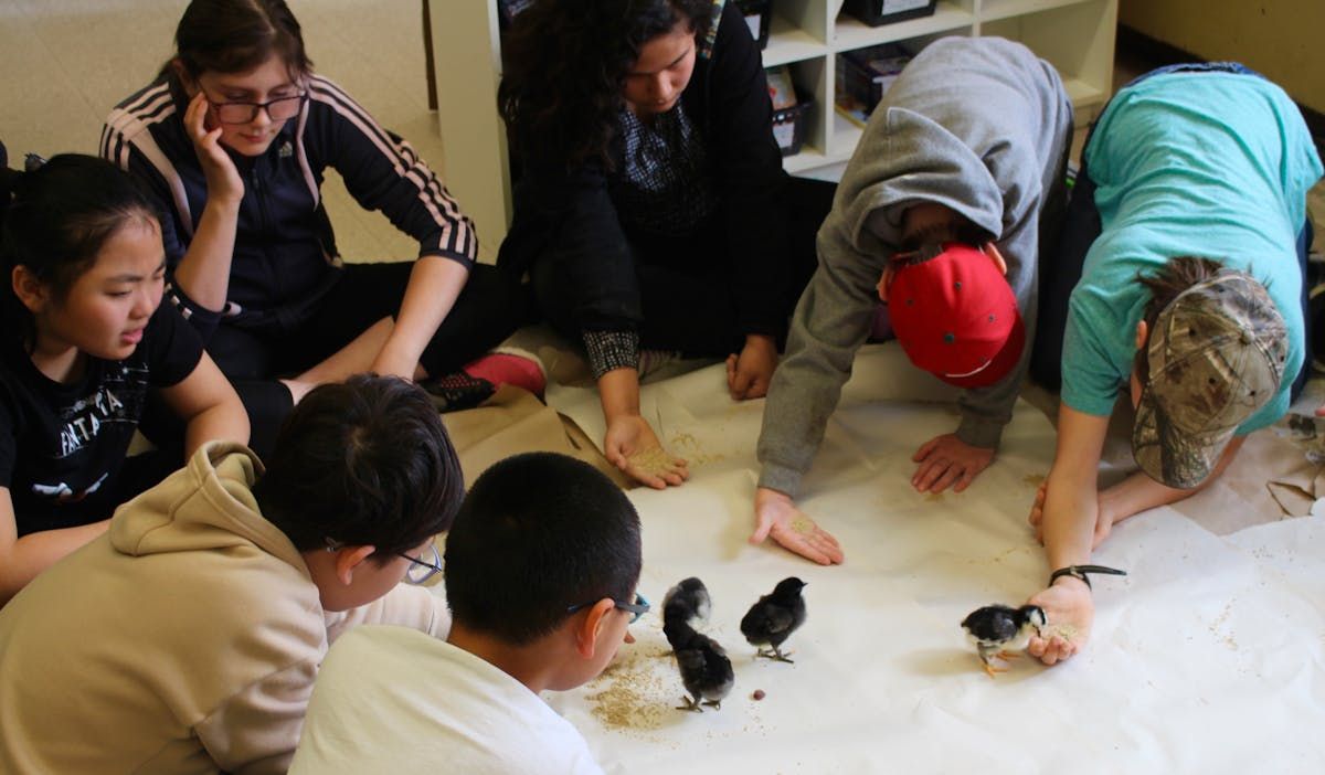 Digby Elementary hatches new classmates | PNI Atlantic News