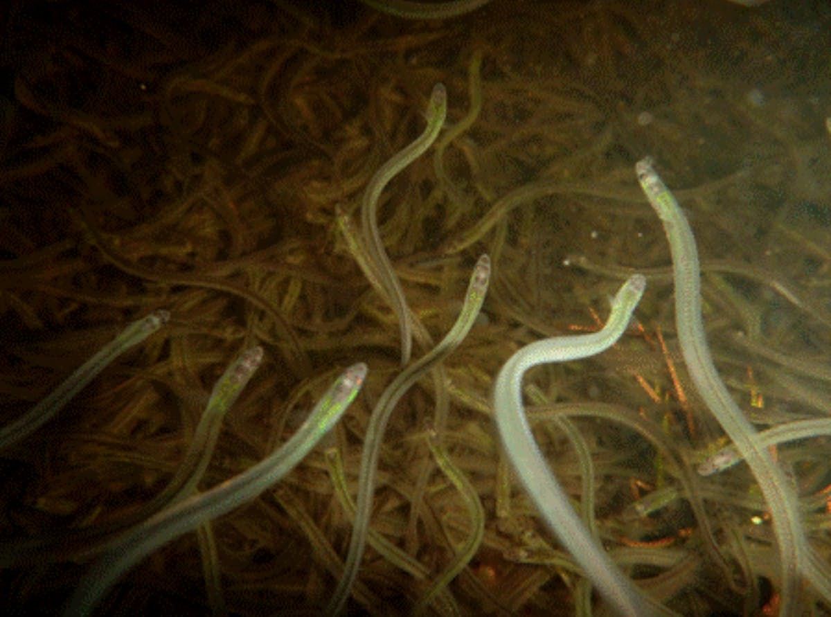 COMMENTARY: Glass eel stocks caught in political limbo | PNI Atlantic News