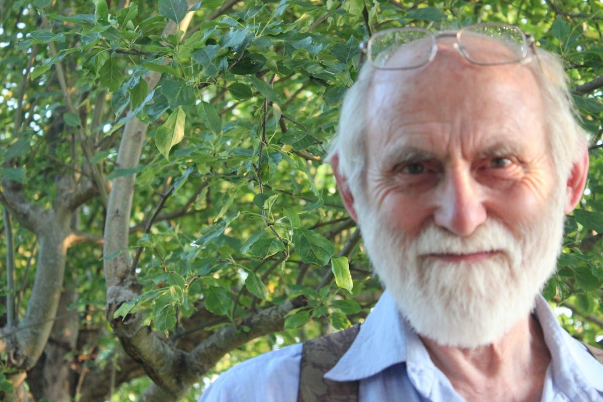 COVID VIGNETTE: Acadian trees in Clifton? | PNI Atlantic News