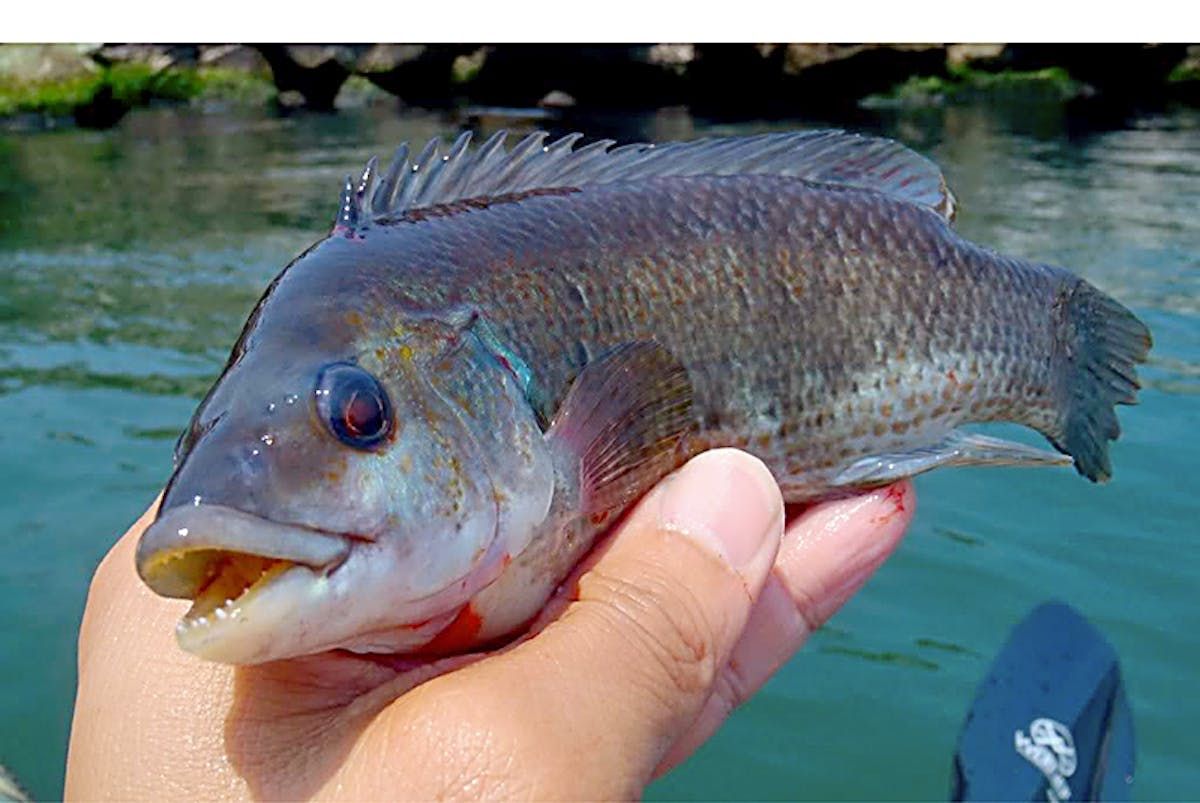 Gaudet pleads guilty to fishing cunner, lobster | PNI Atlantic News