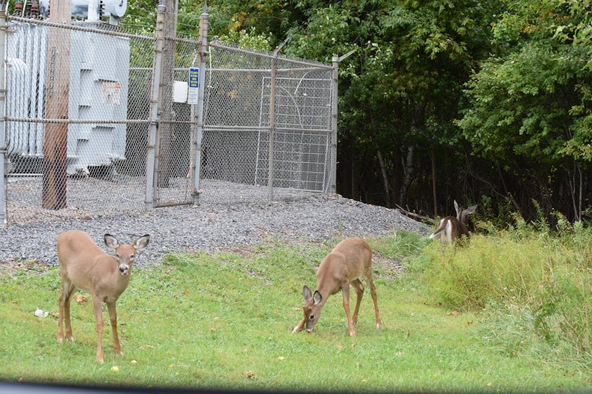 Deer numbers in the wild are stable | PNI Atlantic News