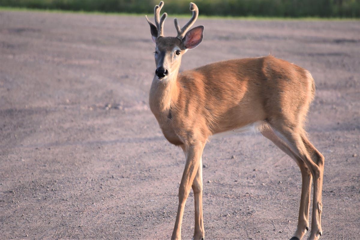 Deer hunting season starts in Nova Scotia | PNI Atlantic News