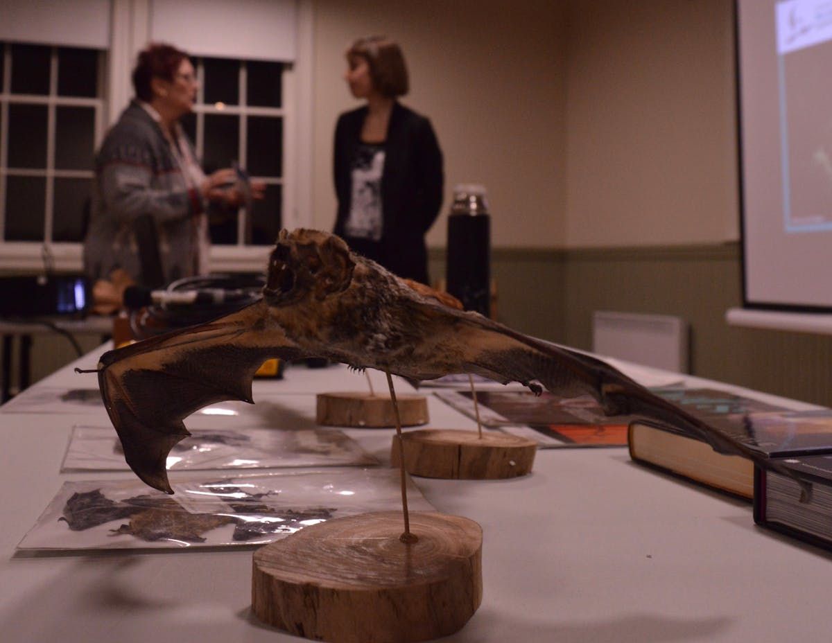 Disliking bats is batty: P.E.I. presentation shows softer side of ...