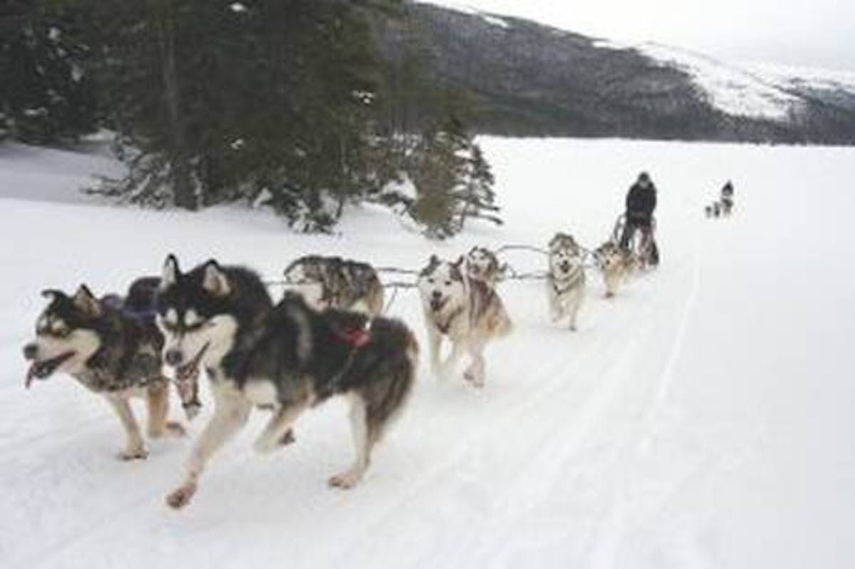Dog sledding in Gros Morne National Park | PNI Atlantic News