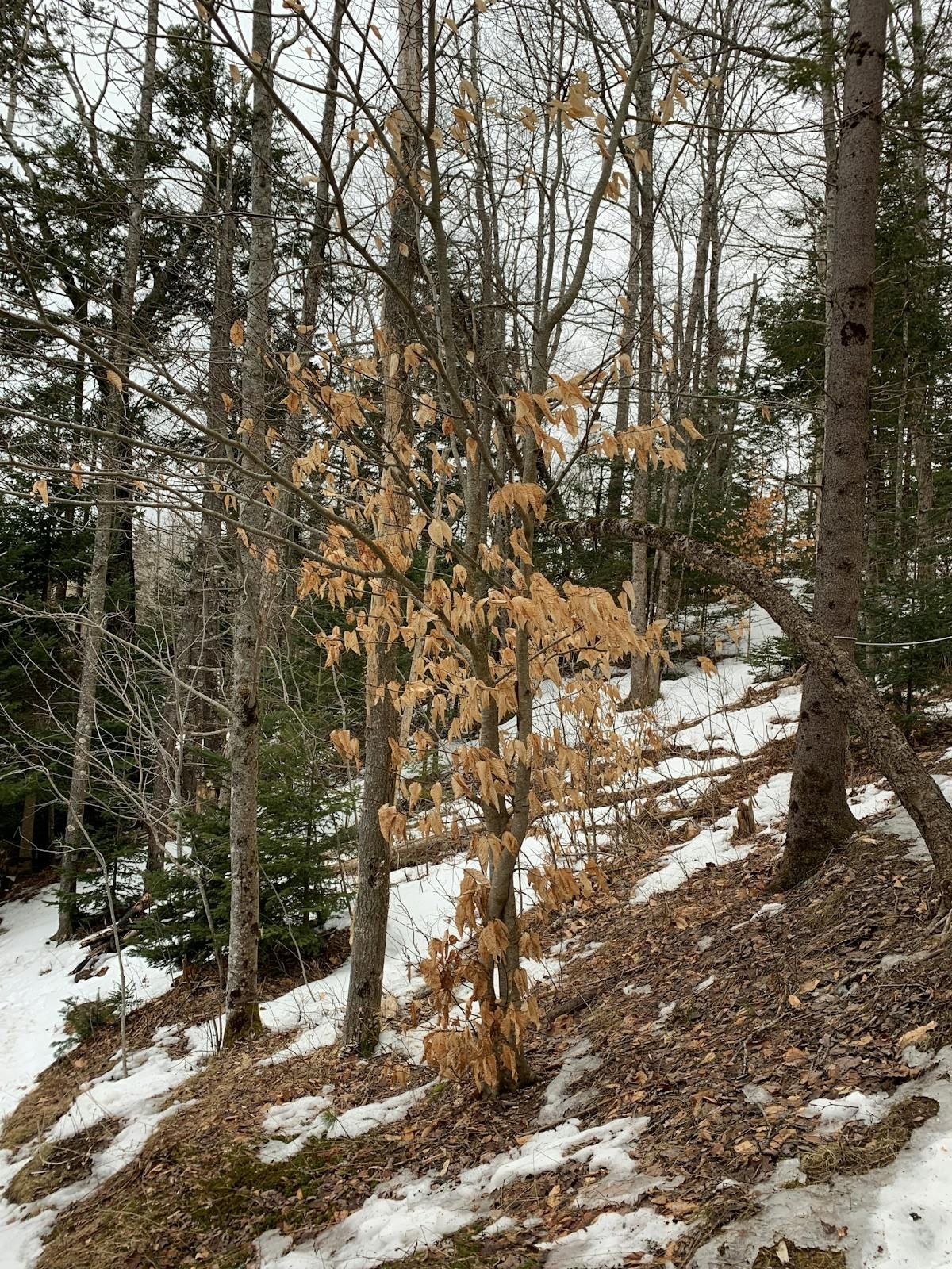 DON CAMERON: Our battered beech tree is in bad shape | PNI Atlantic News