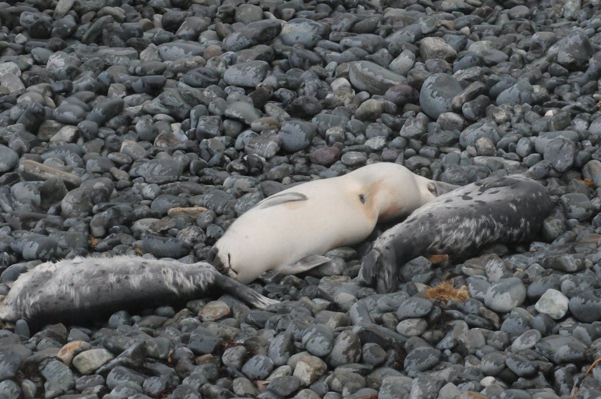 Don't lose your heads: Headless seal pups washing up on Newfoundland ...