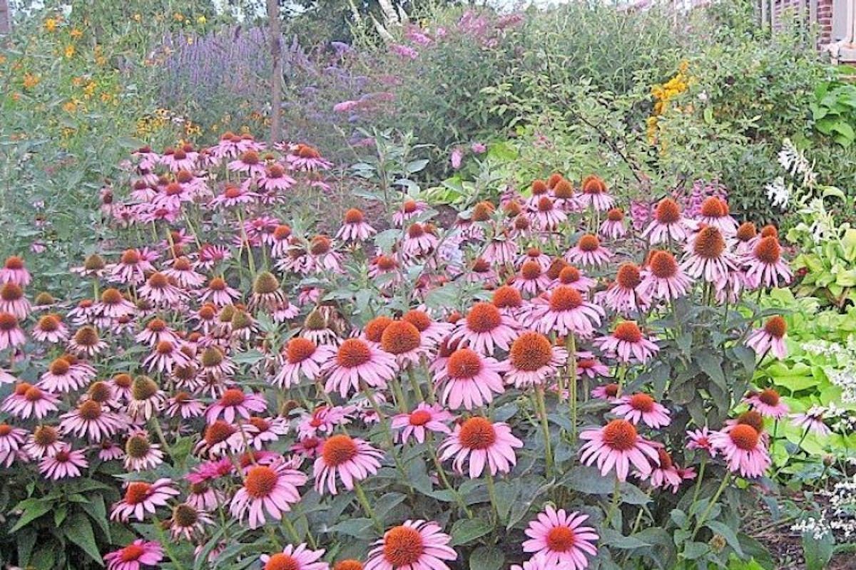 GARDENING GURU: Use less water by planting drought tolerant plants ...