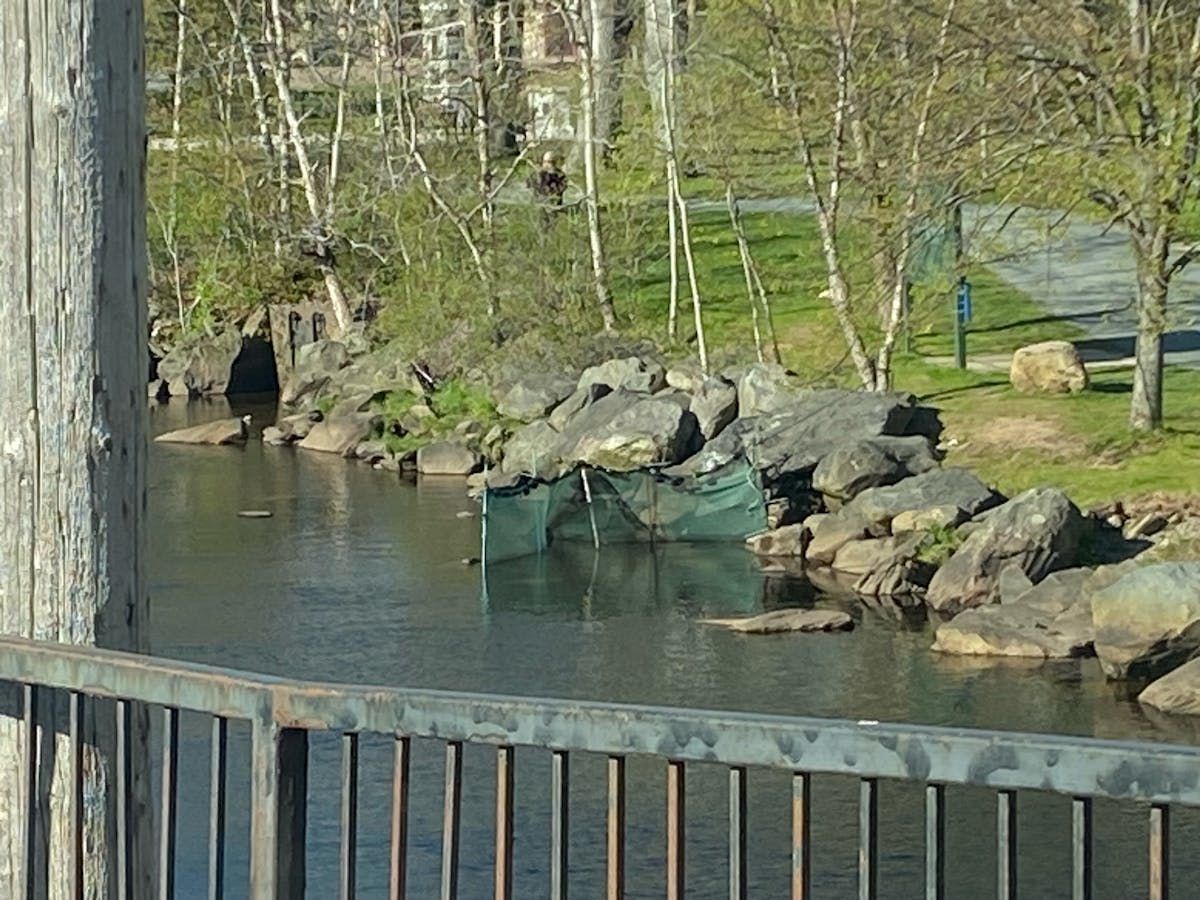 DFO mum on whether it will protect elvers from poachers next year | PNI ...