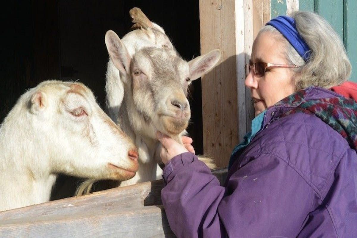 In 2000, Em Zember bought two goats. Gallery | PNI Atlantic News