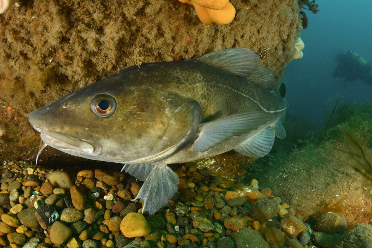 LETTER: Allowing trawlers access to cod fishery a grave error | PNI ...