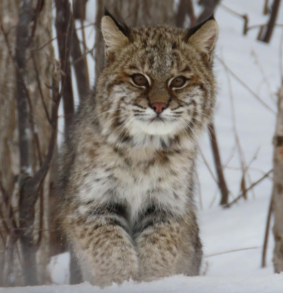 WEATHER PHOTO: Curious bobcat near Whycocomagh, N.S. | PNI Atlantic News