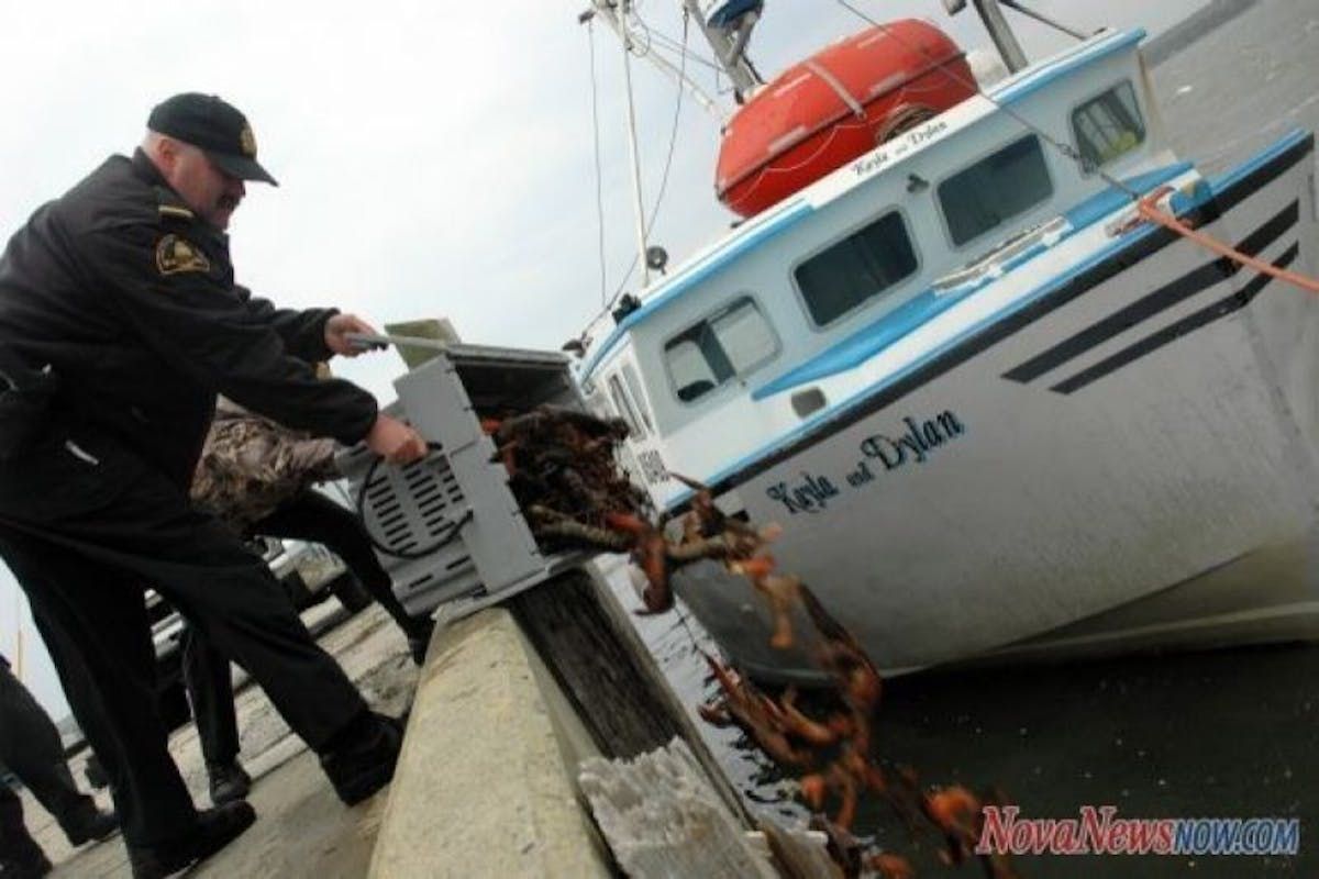 Fisheries officers seize catch of 5,330 alleged undersized lobsters ...