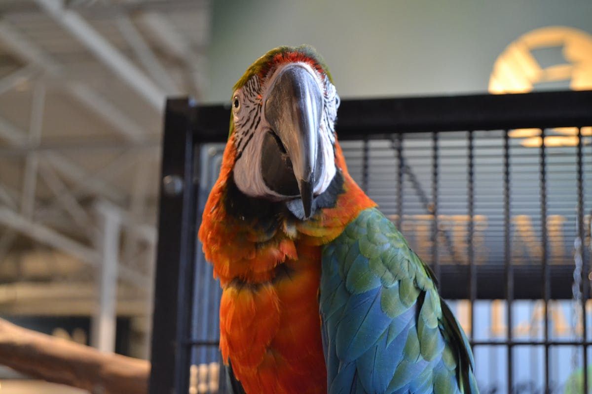 Meet Merlin: Halifax museum's macaw happy to have visitors back after ...