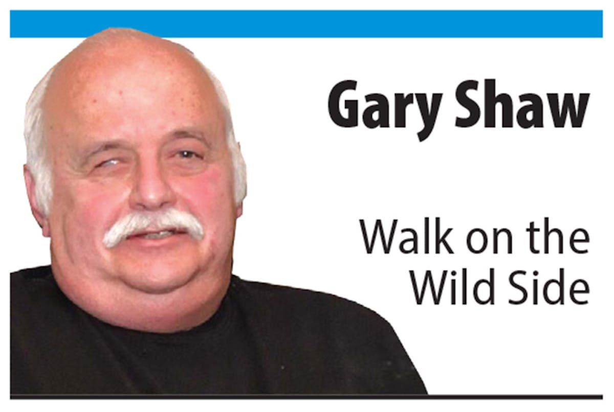 Gary Shaw: Our Labrador wolf | PNI Atlantic News