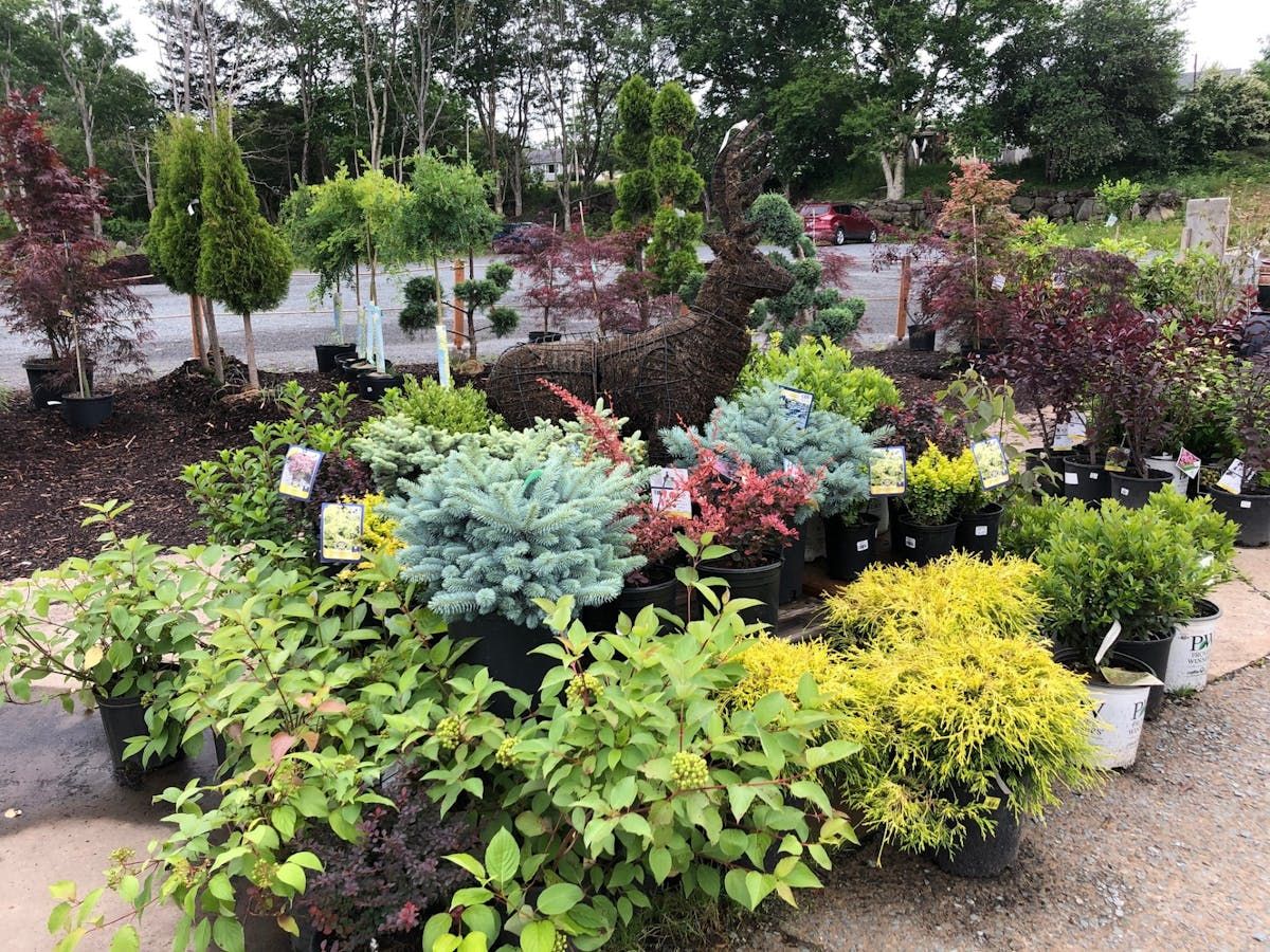 GET GROWING: Six pint-sized compact shrub options for the garden | PNI ...