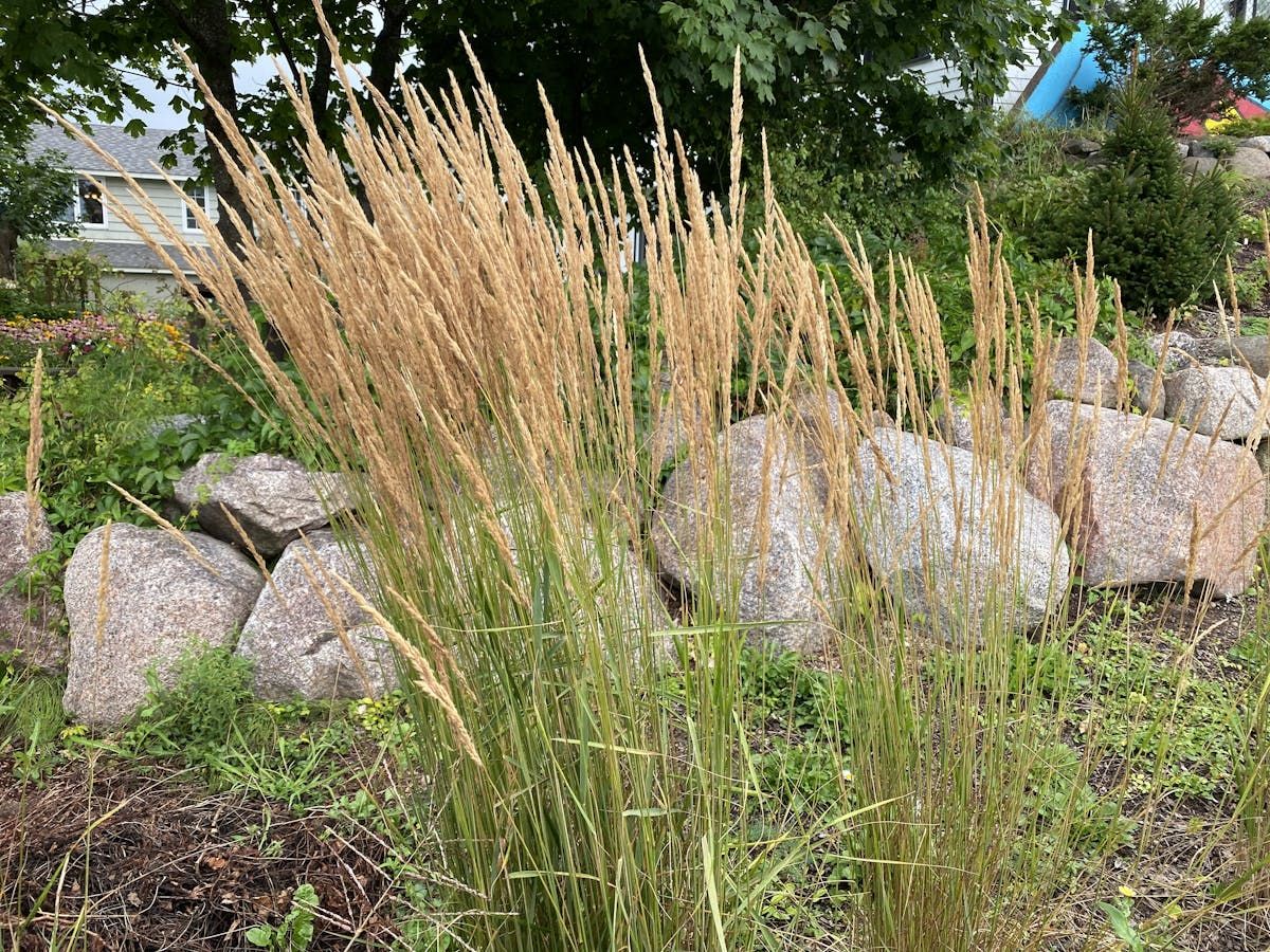 GET GROWING: Light up the autumn and winter garden with ornamental ...