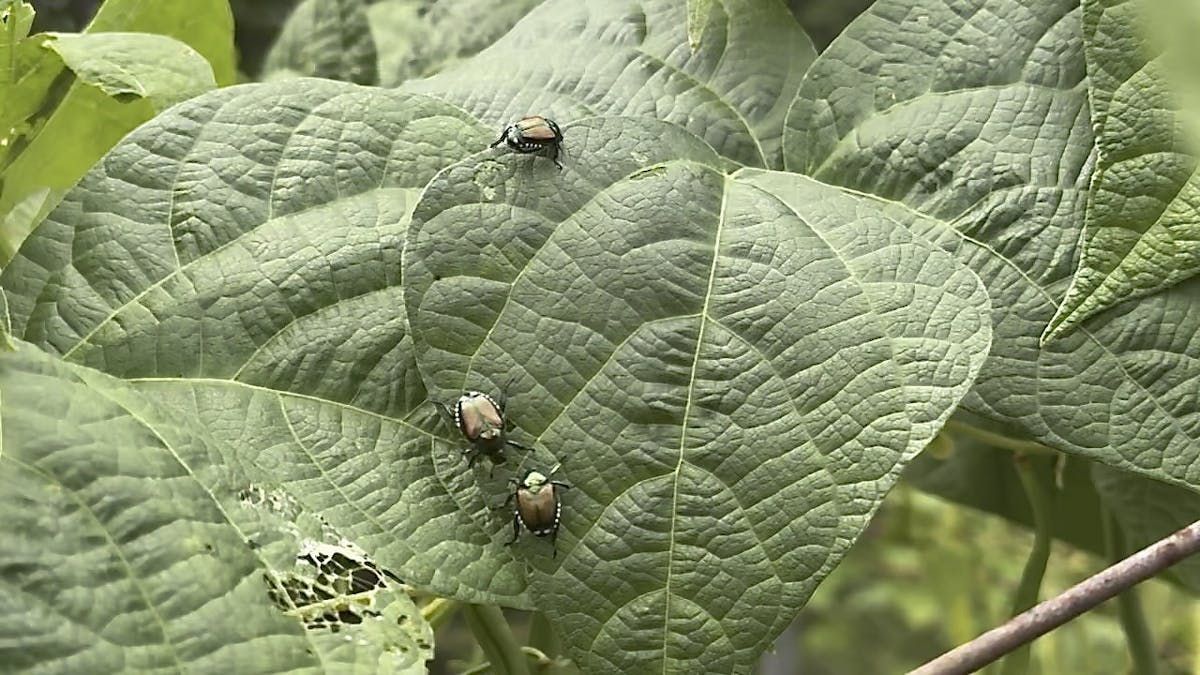 GET GROWING: The Japanese beetle invasion (and what to do about it ...