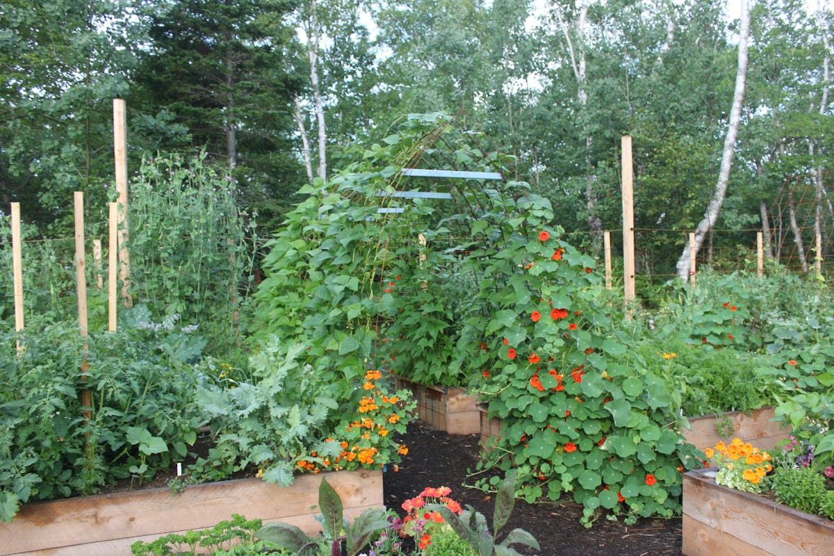 GET GROWING: Three DIY vegetable garden projects | PNI Atlantic News