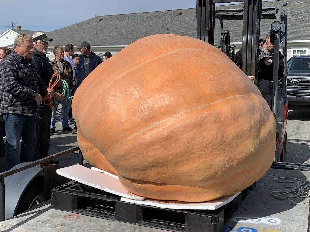 Giant gourd weighs in at 1,400 pounds in Clark’s Harbour pumpkin weigh ...