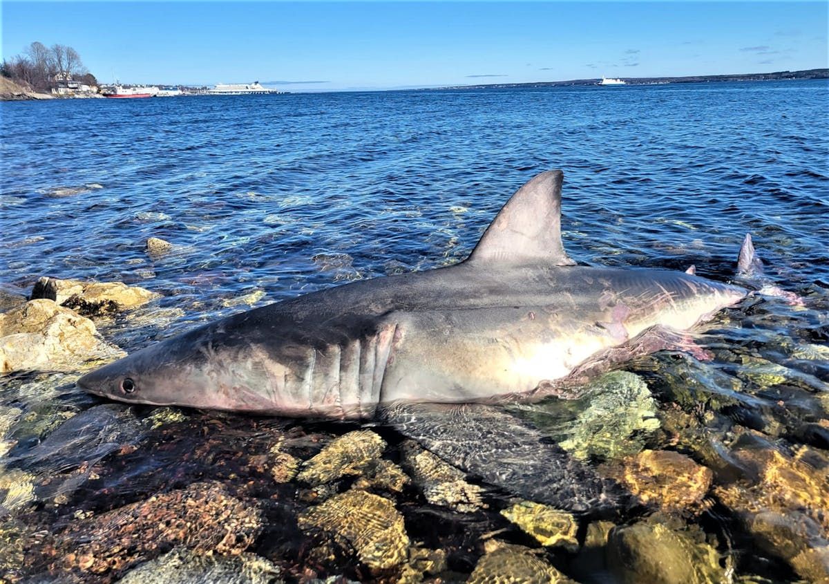 Great white shark found on Cape Breton shore examined by marine ...