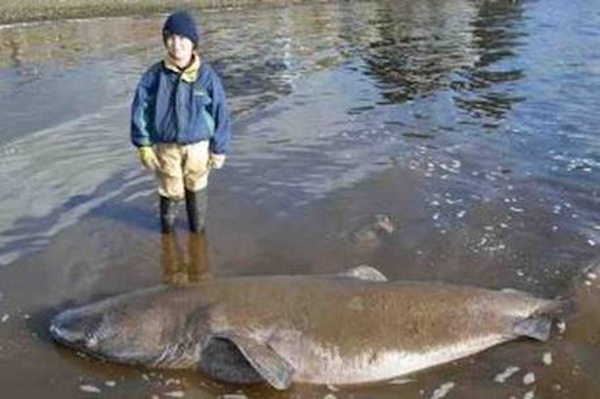 Moose-eating shark makes a splash | PNI Atlantic News