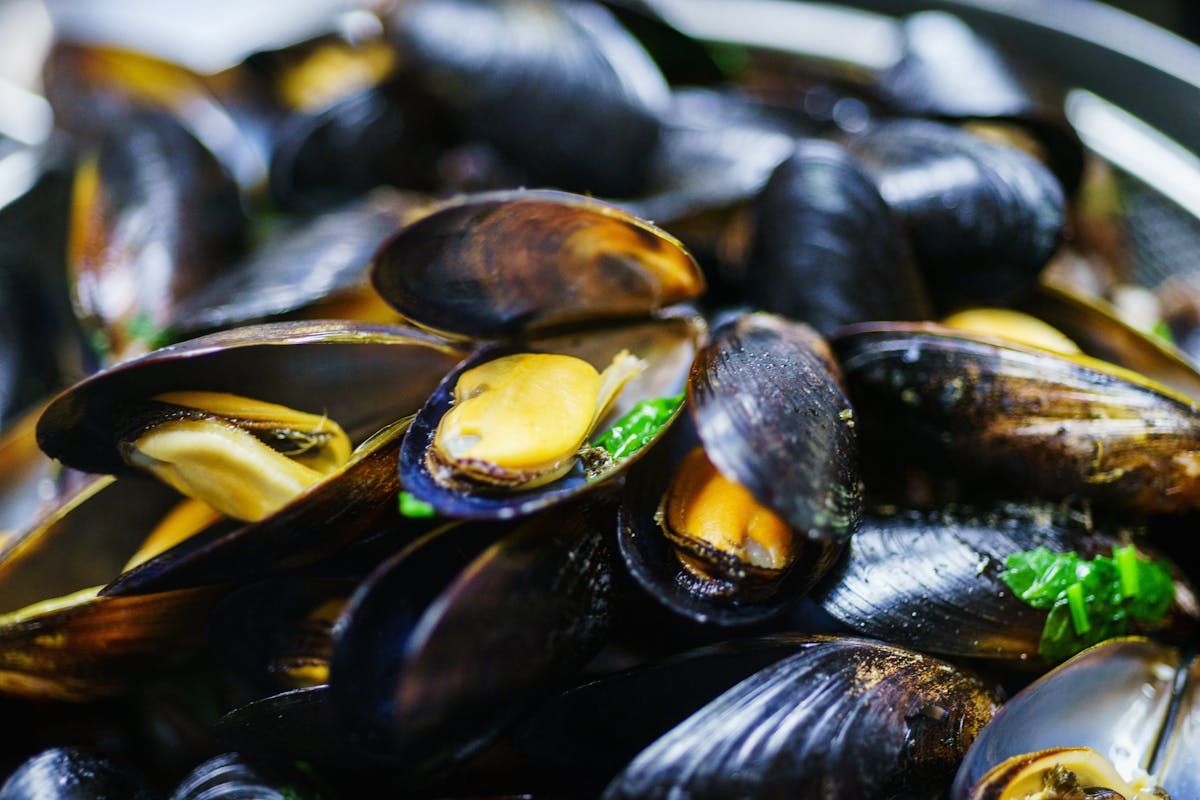 GUEST OPINION: Climate-proofing blue mussels | PNI Atlantic News