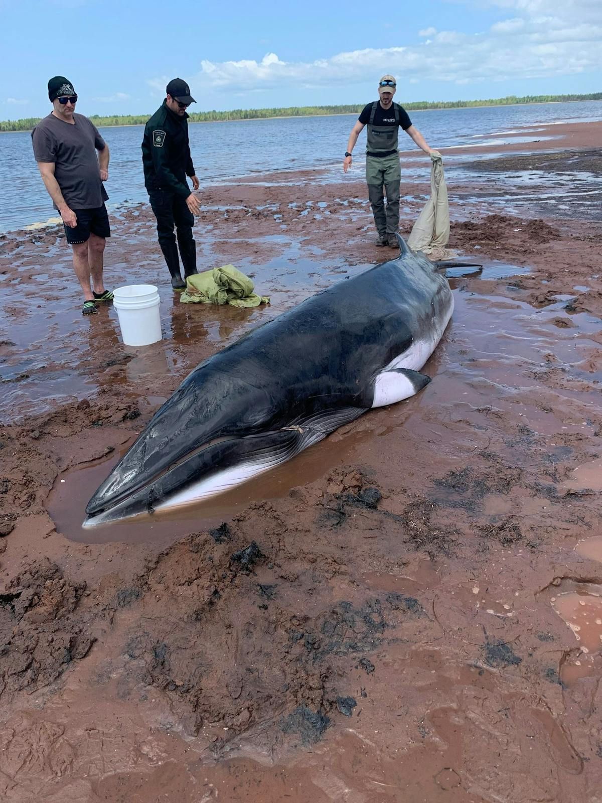 Beached whale in P.E.I. saved thanks to St. Nicholas residents ...