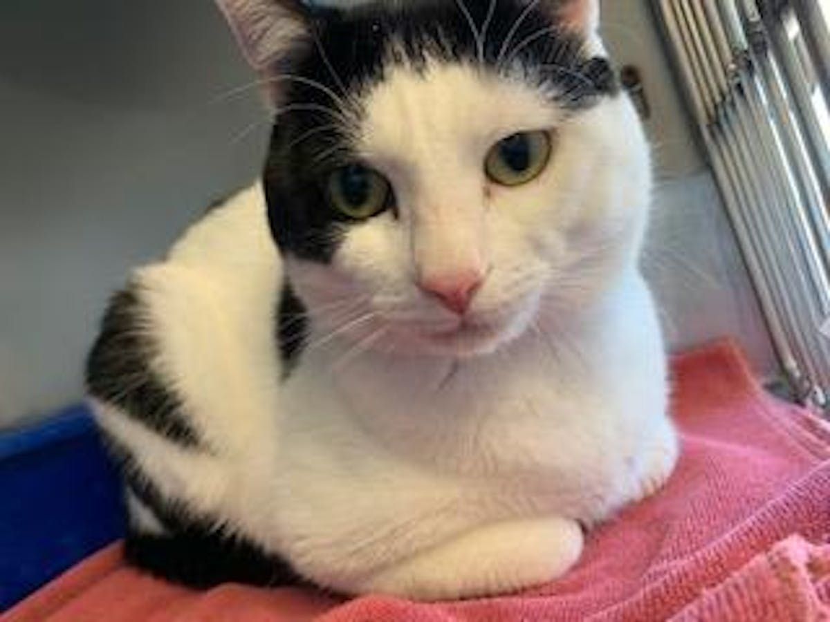 Nova Scotia SPCA to resume offering pet adoptions, by appointment only ...