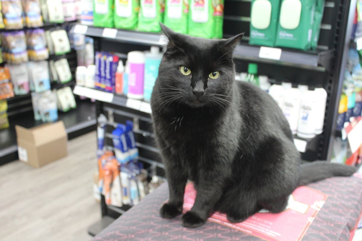 ‘Hey kitty girls, meet your perfect feline friend!’ Say hello to RuPaul ...