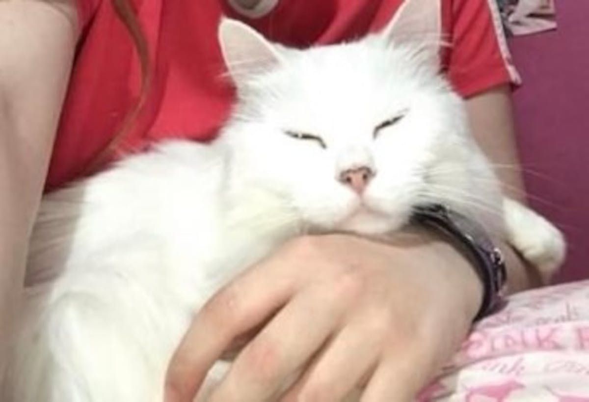 How a cat named Lucky inspired a growing network of Cape Breton pet ...