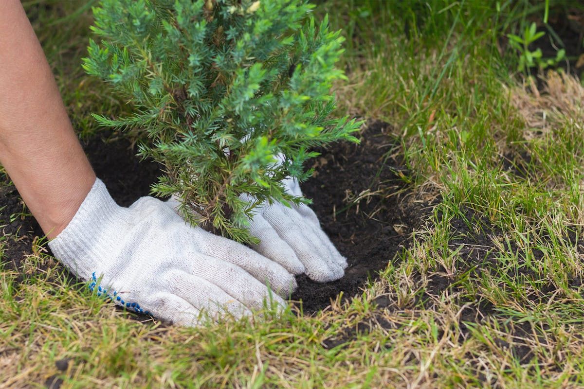 City of Charlottetown relaunches tree planting program | PNI Atlantic News